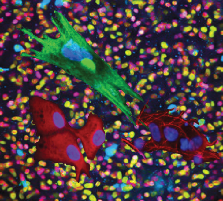 Sofie Mohlin group – Tissue Development and Evolution